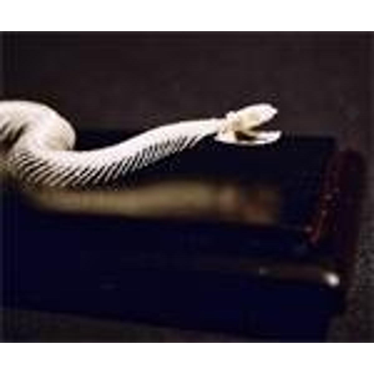 C & A Scientific - Premiere 51016 Real Snake Skeleton, Non-Venomous