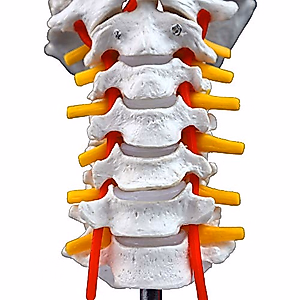 Vision Scientific VAV261 Cervical Spine with Nerves & Arteries | Life-Size, Articulated | 7 Cervical Vertebrae, Intervertebral Discs | Occipital Bone, Spinal Cord | Instruction Manual