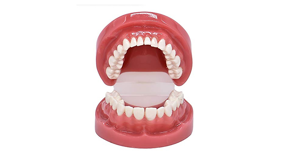 Dental Typodont Model for Teaching and Practice | Realistic Teeth ...