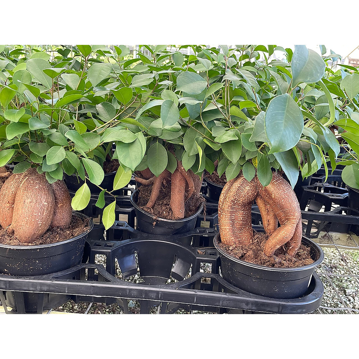 BubbleBlooms Ficus microcarpa Chinese Banyan Bonsai Tree in a 6 inch Pot