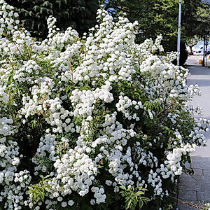 Old Fashion Snowball Viburnum Plant Live from 6 to 12 Inc Tall 4 Inc Pot, Japanese Viburnum Shrub
