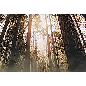 SORAA Brilliant MR16 12V 7.5W Dimmable 3000K 10 Degree Narrow Spot Light Bulb