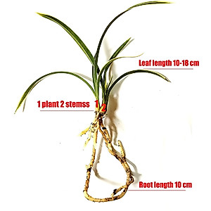 Indoor Plants, Orchids Plants Live—Exotic Easy Species, Gardening Gifts for Women, Easy to Grow&Bloom, NOT in-Bud/Bloom When Shipped (Purple Moon)