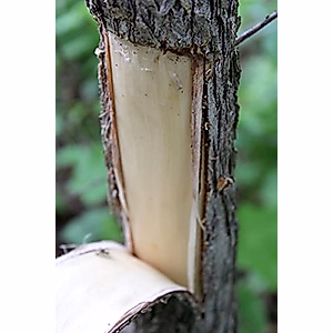 Slippery Elm Bark - Dried Ulmus rubra C/S from 100% Nature (8 oz)
