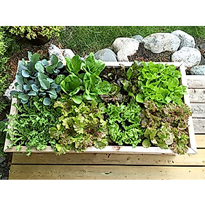 Seeding Square – Seed Sowing Template for Maximum Harvest - Square Foot Gardening Tool Kit – Includes: Color Coded Seed Spacer & Magnetic Seed Dibber/Seed Ruler/Seed Spoon & Vegetable Planting Guide