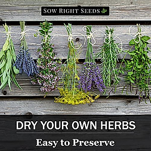 Sow Right Seeds - Roman Chamomile Seeds for Planting - Non-GMO Heirloom Seeds; Instructions to Plant and Grow an Herbal Tea Garden, Indoors or Outdoor; Great Gardening (3)