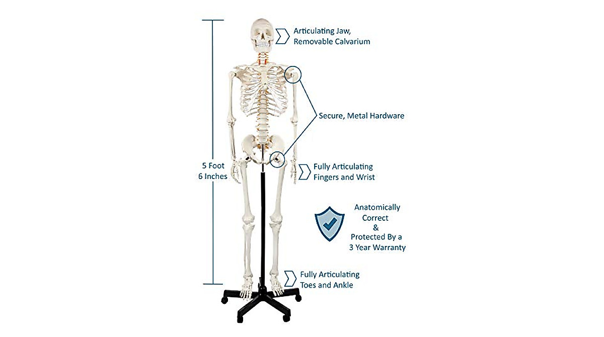 Anatomy Skeleton Model for Medical Study - Highly Detailed & Interactive