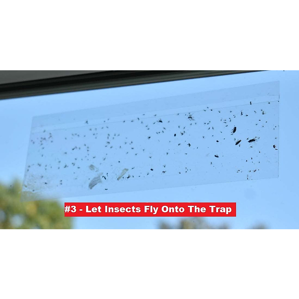 Window Fly Traps by Titan Traps - Sticky Fly Paper, Window Bug Catcher, Indoor Fly Trap, Fly Paper Bug Sticky Strips, Window Fly Strips, Bug Sticky Trap - 30 Disposable Fly Traps (2 Pack)