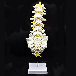Medical Human Lumbar Spine Demonstration Model Anatomical Model Lumbar Vertebrae Sacrum & Coccyx, with Herniation Disc,for Science Classroom Study Display Teaching Medical Model 15 Inch Hight