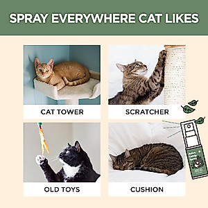 Active Catnip Spray - High Potency Transparent Liquid Spray made of Fresh Organic Catnip for Indoor Cats and Kittens, Relieves Stress, Calming, Revives Toys & Scratching Posts, Exercise (1fl oz)