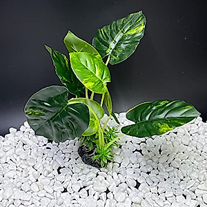 Smoothedo-Pets Aquarium Plants Fish Tank Decorations Plastic Artificial Plant Goldfish Waterscape Betta Fish Hides/Rest (Rainforest Leaf)