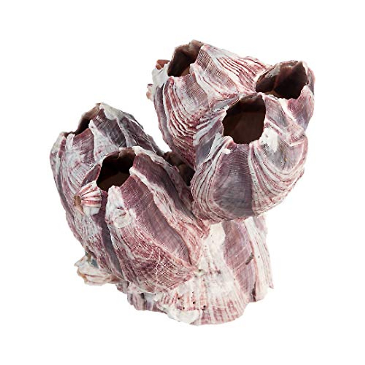 Real Purple Barnacle Cluster - 3-5" - Aquarium Ornament Piece for Decoration - Natural Barnacle Cluster for Craft and Decor - Plus Free Nautical eBook by Joseph Rains