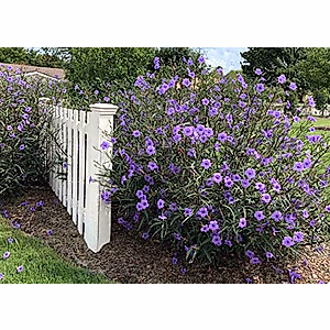 6 Purple Mexican Petunia Plants - Ruellia Brittoniana Perennial Well Rooted Plants Shrub Garden