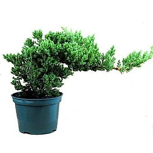 legendary-yes Bonsai Tree Live Rooted Japanese Dwarf Juniper Fully Rooted Potted in 4" Training Pot
