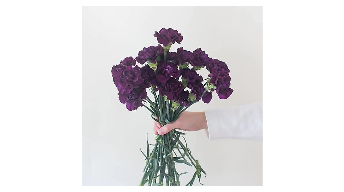 CHUXAY GARDEN Dark Purple Carnation Seeds - Easy Care