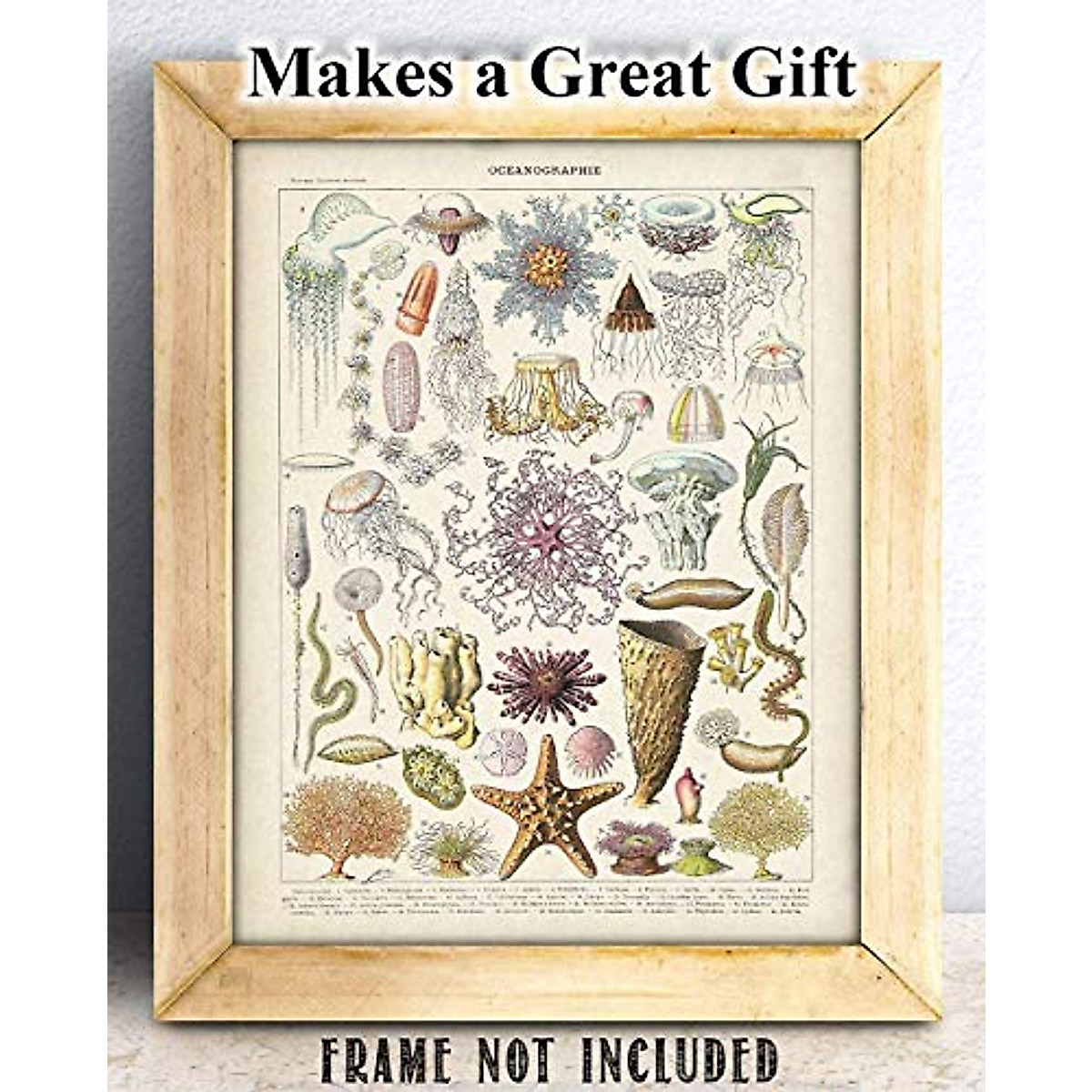 Vintage Crustaceancore Ocean Life Jellyfish Marine Biology Science Illustration Art Print by Meishe | 11x14 Unframed Art Print Poster | Great Beach House Wall Decor Poster Under $15