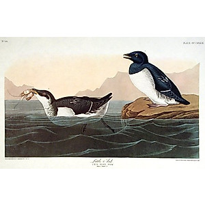 Little Auk. From"The Birds of America" (Amsterdam Edition)
