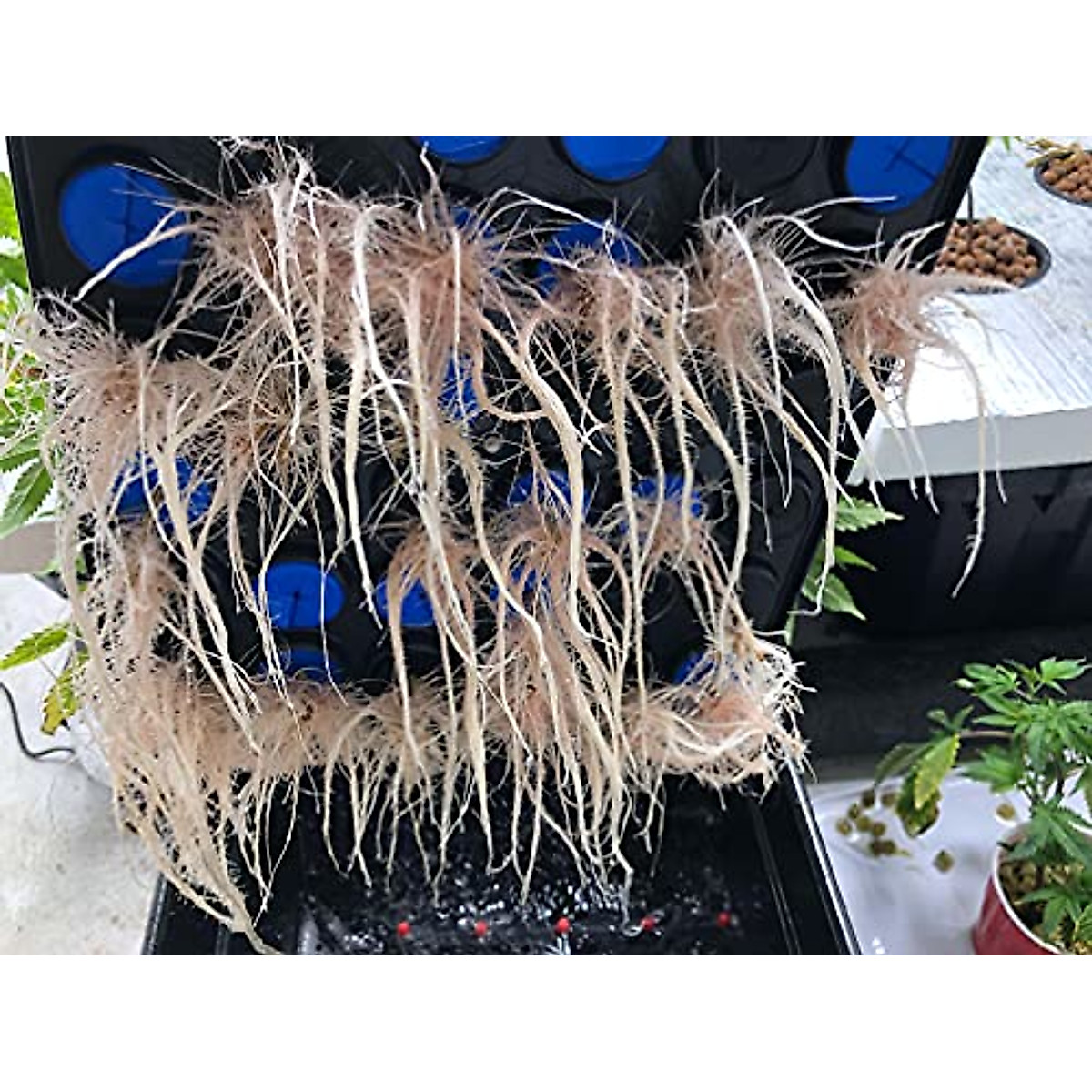 CLONE KING 36 Site Aeroponic Cloning Machine. Expect 100% Success Rates!