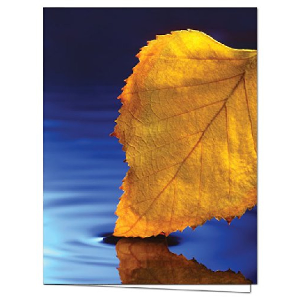 Note Card Cafe Thanksgiving Cards With Kraft Envelopes | 72 Pack | A Bountiful Thanksgiving Design Assortment | Blank Inside, Glossy Finish | For Holiday, Autumn, Fall