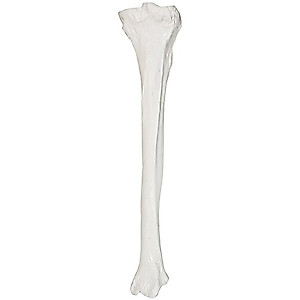 Axis Scientific Tibia Bone Model | Right | Cast from a Real Human Fibula Bone l Lower Leg Bone Model Has Realistic Texture and Important Bony Landmarks | Includes Product Manual