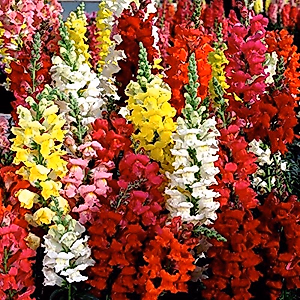 Snapdragon Seed Mix for Planting Dragon Flowers Lion's Mouth Low Height About 1000 Seeds