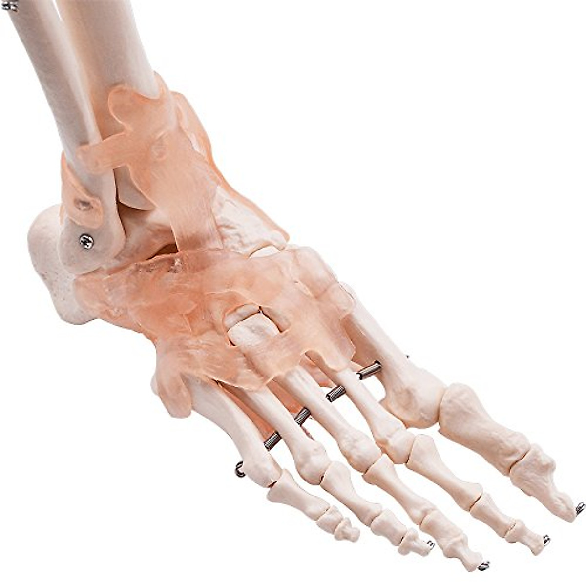 Foot Joint Model Human Foot Ankle Joint Model with Ligament Medical Science Life Size