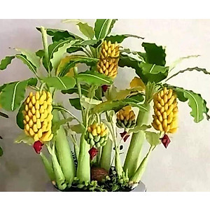 100pcs Dwarf Banana Seeds Bonsai Tree Tropical Fruit Seeds