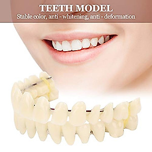 280pcs/10 Set Resin Denture False Teeth, Dental Teeth Teaching Model, Resin Denture for Patients with Oral Cavity Loss,Dental Supply Accessory
