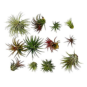 ragnaroc Air Plants - Tillandsia Ionantha Pack, Regular 1-3" - 12ct - Live Arrival Guaranteed - House Plants for Home Decor & Gift