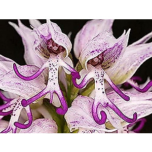Orchid Love- The World's Greatest Orchid Food!(Net 32 fl oz. concentrate: yields 16 to 32 gallons)