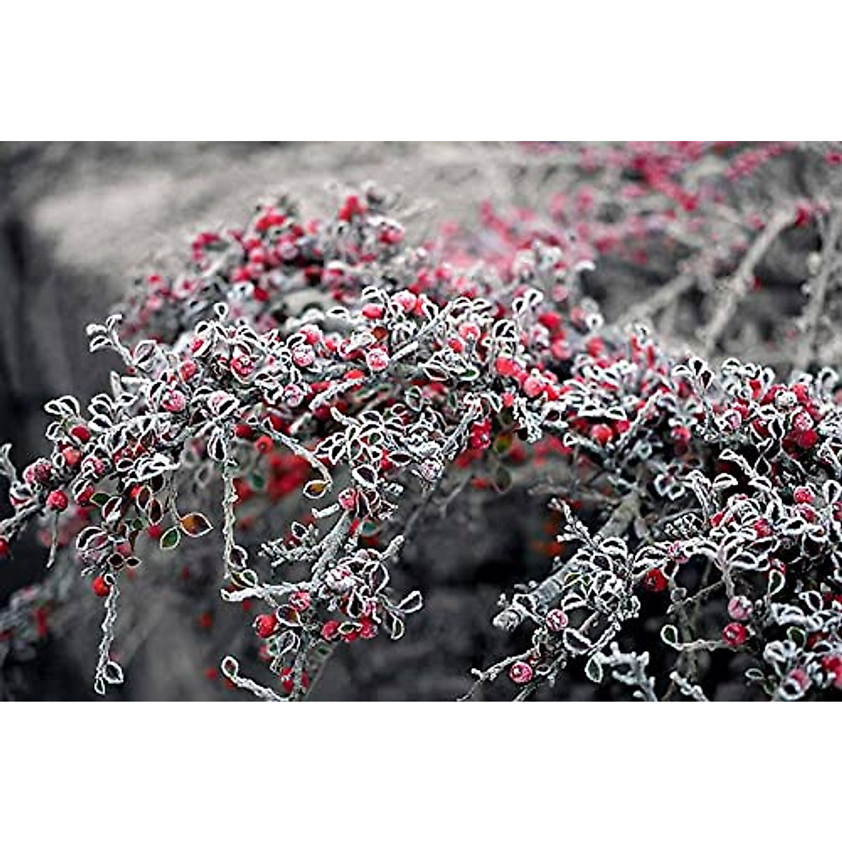 Horizontal Rockspray Cotoneaster Horizontalis Shrub 15 Seeds for Planting Non-GMO