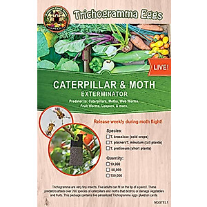 Natures Good Guys - Trichogramma Eggs on Hanging Cards (30 Squares - 100,000 Eggs)