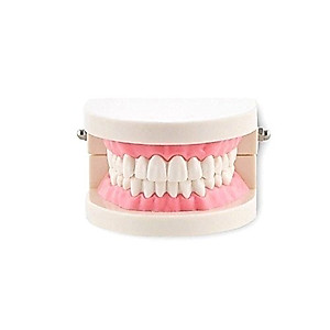 Dental Teach Study Adult Standard Demonstration Typodont Teeth Model Pink