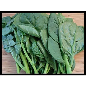 Gaea's Blessing Seeds - Malabar Spinach Seeds - Non-GMO Seeds with Easy to Follow Planting Instructions - Heirloom Big Round Leaf Malabar - 93% Germination Rate