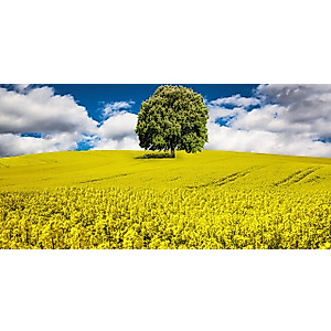 Miracle LED Nature’s Vibe Clarity High Definition High Visibility LED Light Bulb (606905), 2-Pack