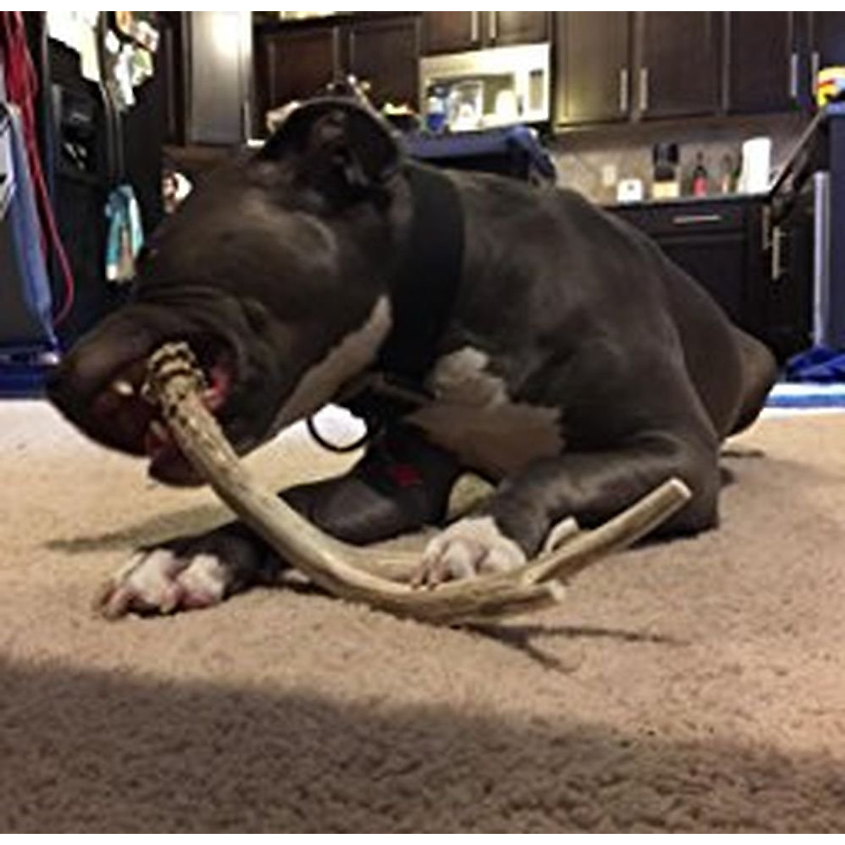 XL Deer Antler Dog Chew - Extra Large, Jumbo, for Large Dogs and Puppies Who are Aggressive Chewers