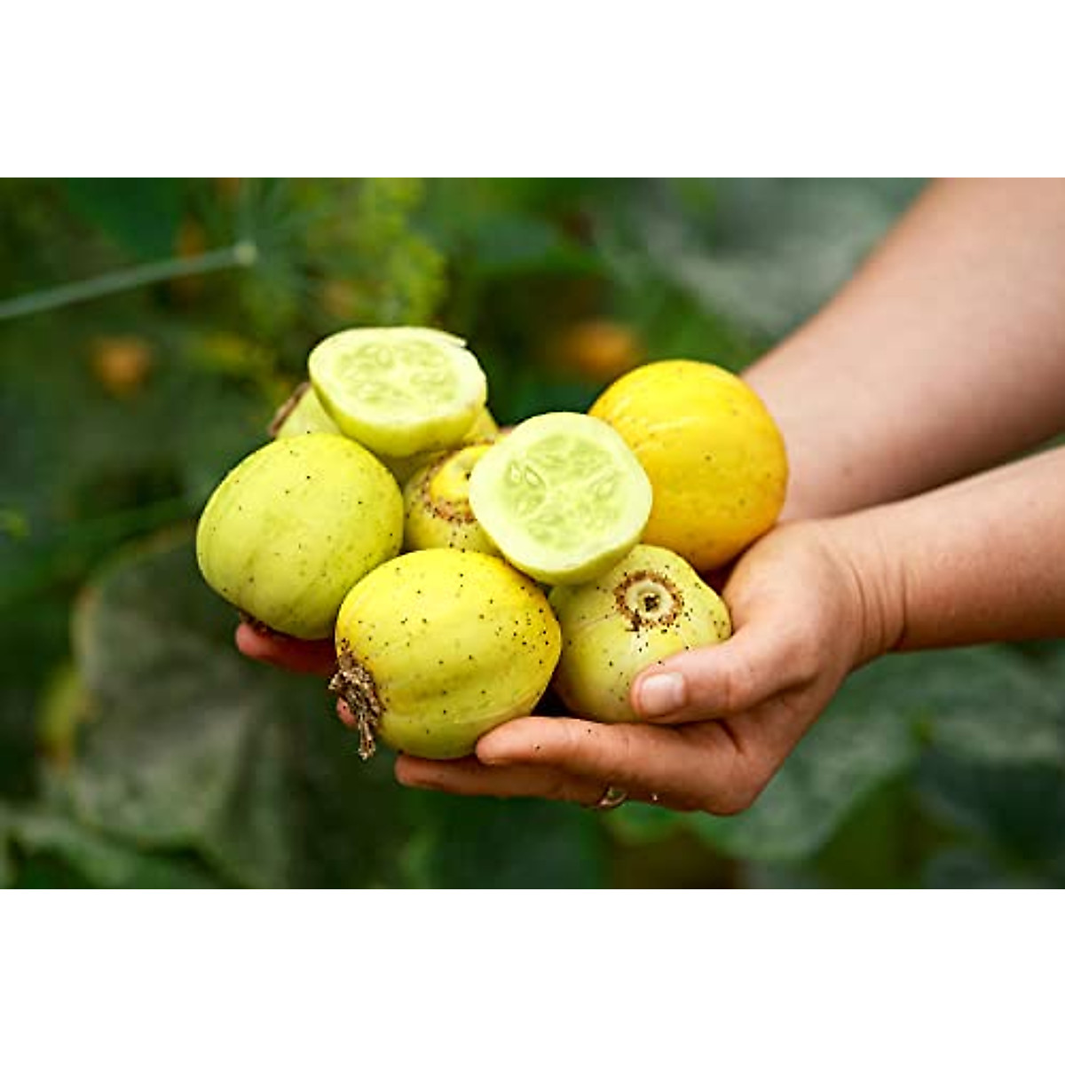 Lemon Cucumber Seeds for Planting,125+ Heirloom Seeds Per Packet, (Isla's Garden Seeds), Non GMO Seeds, Botanical Name: Cucumis sativus 'Lemon', Great Gift for Home Garden