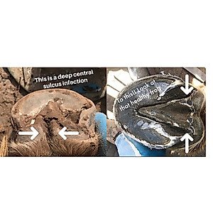 Pure Sole Hoof Mud - an All Natural Hoof Clay for Horses - an Effective Horse Hoof Care Product for Thrush Treatment, White Line, and Hoof Wall Separation. Use Regularly for A Healthy Hoof - 16oz.