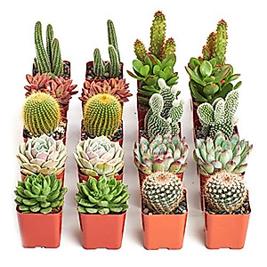 Shop Succulents Premium Live Mini Cactus and Succulent Plants in 2" Pots, Easy Care Indoor or Outdoor Gardening, Terrariums, Favors, & Contemporary Spaces with Hardy, Resilient Varieties, Pack of 20