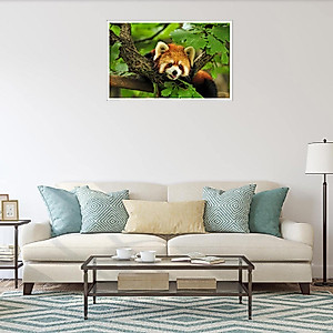 Ymqewq Red Panda Prints Wall Art Animal Canvas Pictures Photography Poster Print Kids Room Decor Unframed13 x8
