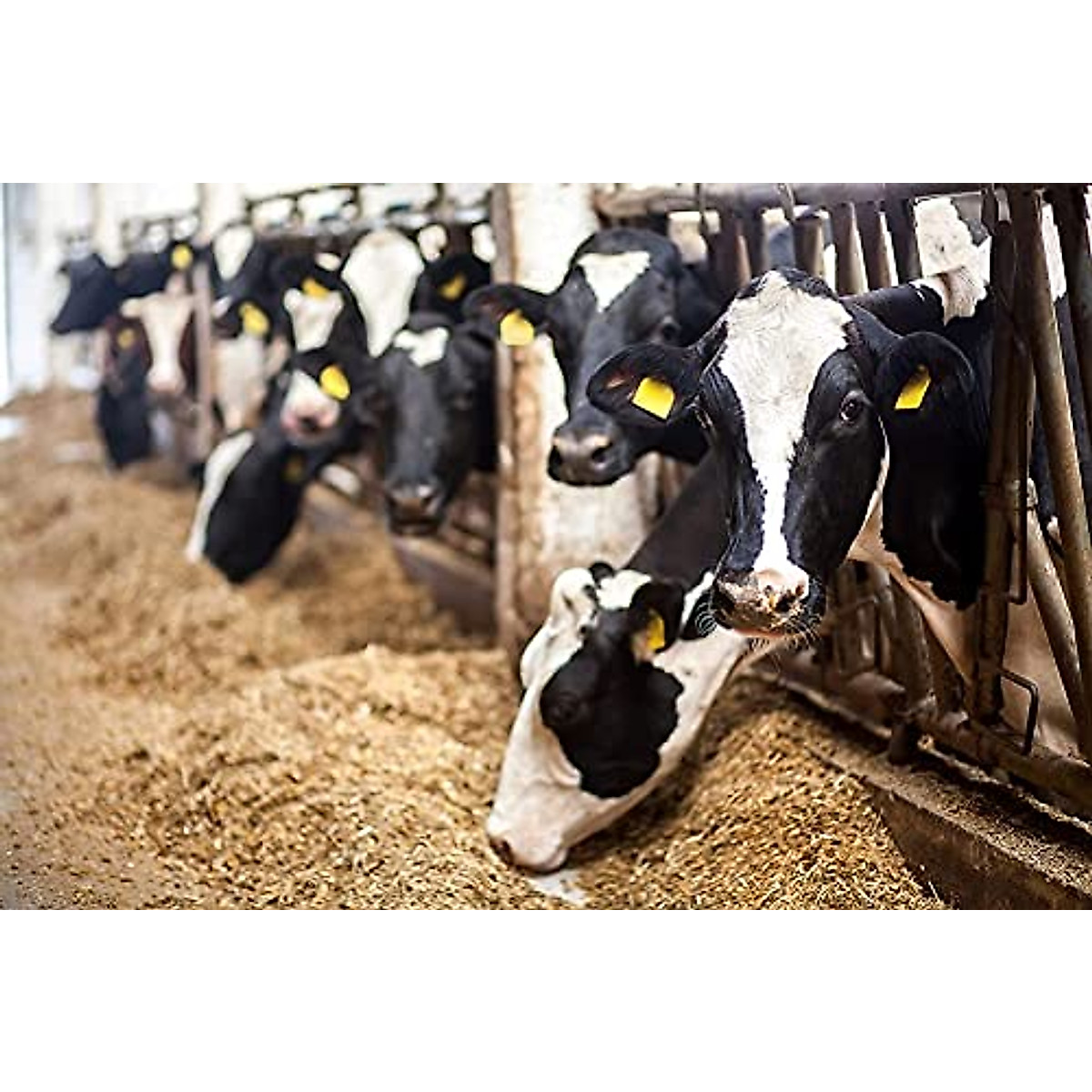 Country Vet CV-80D Farm and Dairy Spray 348318CVA (Case of 6) Safe to Spray Directly on Animals