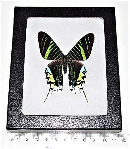BicBugs Urania leilus Real Framed Day Flying Moth Green Blue Peru South American Sunset Moth