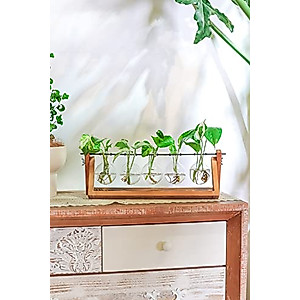 Ivolador Desktop Glass Bulb Plant Terrarium with Retro Solid Wooden Stand and Metal Swivel Holder for Hydroponics Plants Home Garden Wedding Decor (5 Bulbs)