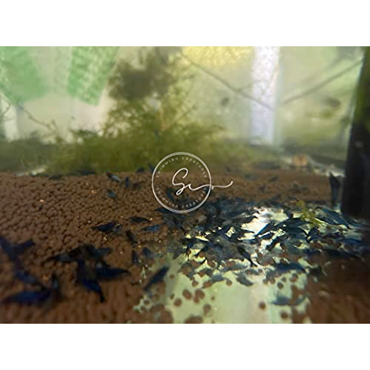 Swimming Creatures 10 Blue Dream(Grade A+) Neocaridina Freshwater Aquarium Shrimp. Live Arrival Guarantee.