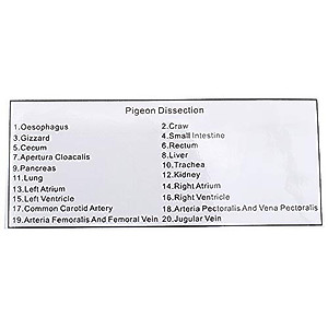 Pigeon Dissection in Acrylic Display Science Classroom Specimen for Science Education Animal Specimen