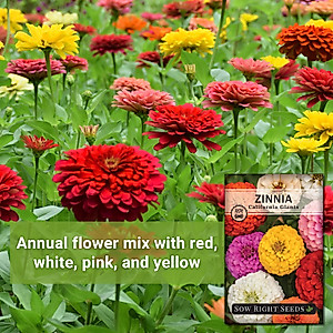 Sow Right Seeds California Giant Zinnia Seeds - Full Instructions for Planting, Beautiful to Plant in Your Flower Garden; Non-GMO Heirloom Seeds; Wonderful Gardening Gifts (4)