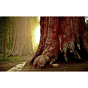 50 Giant Sequoia Seeds, Giant Redwood, Wellingtonia Seeds - 50 Seeds (Sequoiadendron giganteum) - Pack of 50 Rare and Viable Seeds - QO Seeds