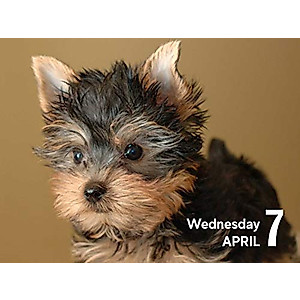 Puppies 2021 Mini Day-to-Day Calendar
