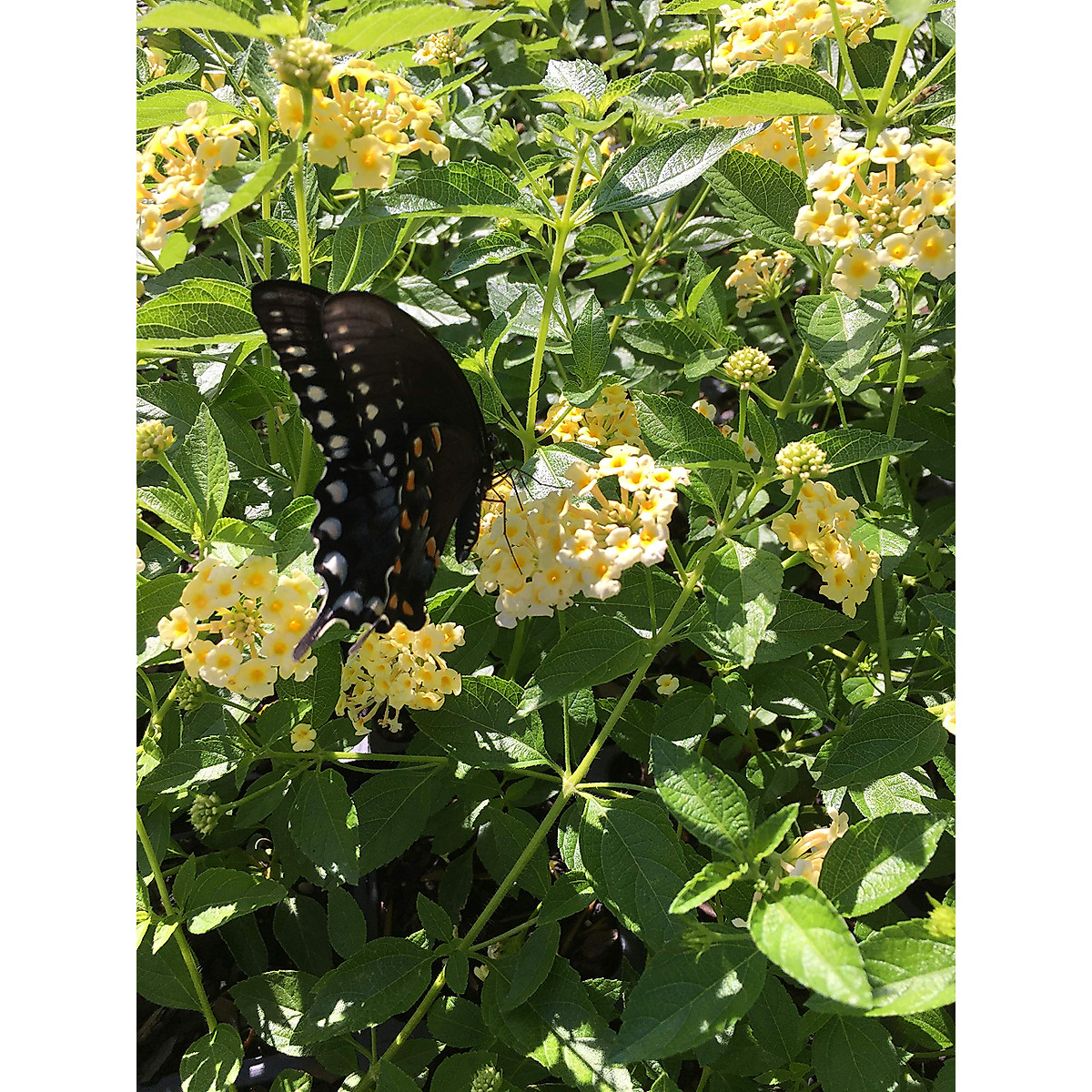 Lantana Camara Flowers - Two (2) Mixed Starter Live Plants - Not Seeds - Natural Mosquito Repellant Garden - Attract Hummingbirds & Butterflies - in 4 inch Pots