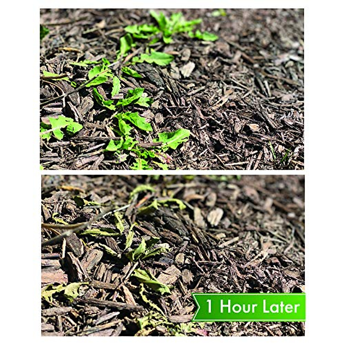 Vinegar Weed & Grass Killer with Sprayer – Weed & Grass Killer Approved for Organic Production | Pet Safe | Glyphosate Free Herbicide - 1 Gallon with Sprayer